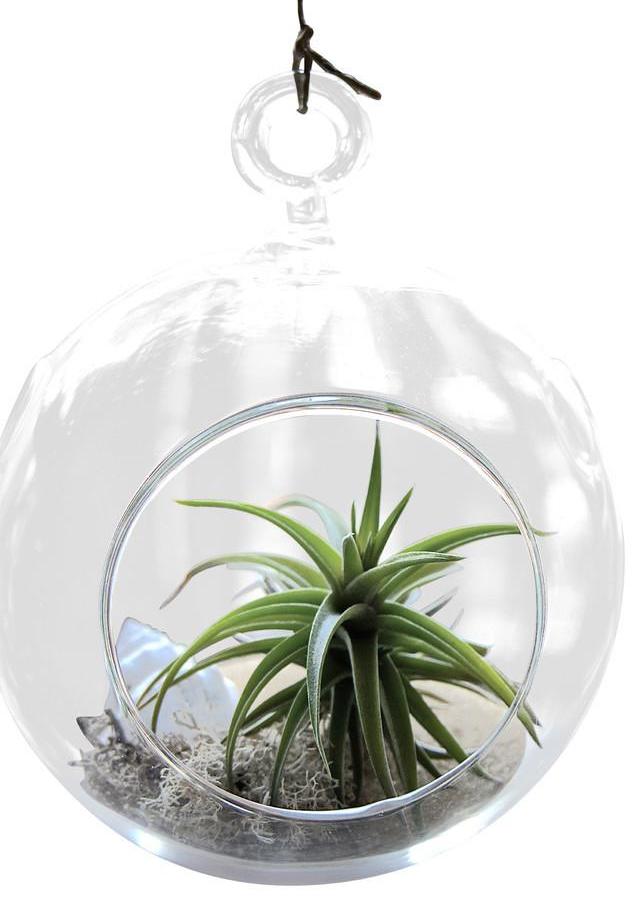 Classic Air Plant Terrarium – Airplantcompany.com