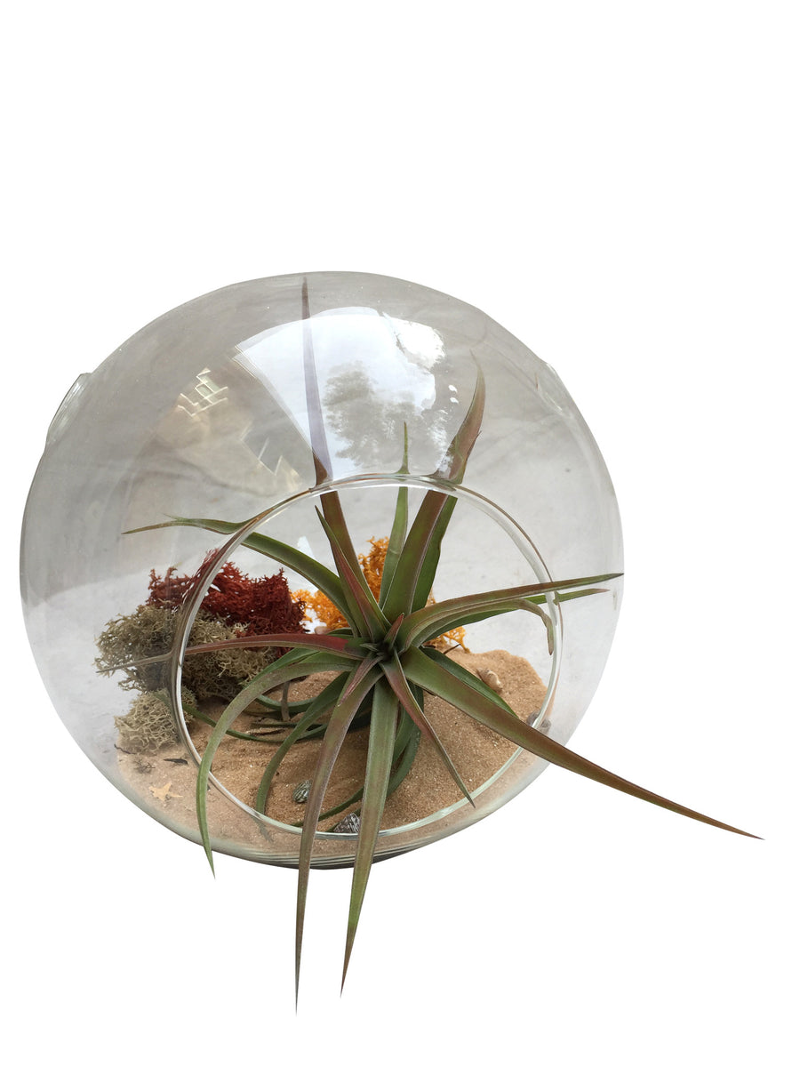 Table Air Plant Terrarium – Airplantcompany.com